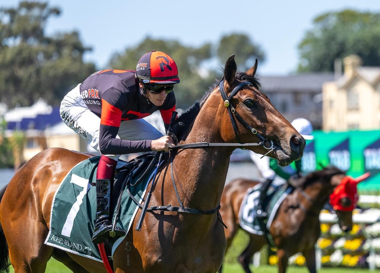 Lady Tassort - RedFox Thoroughbreds