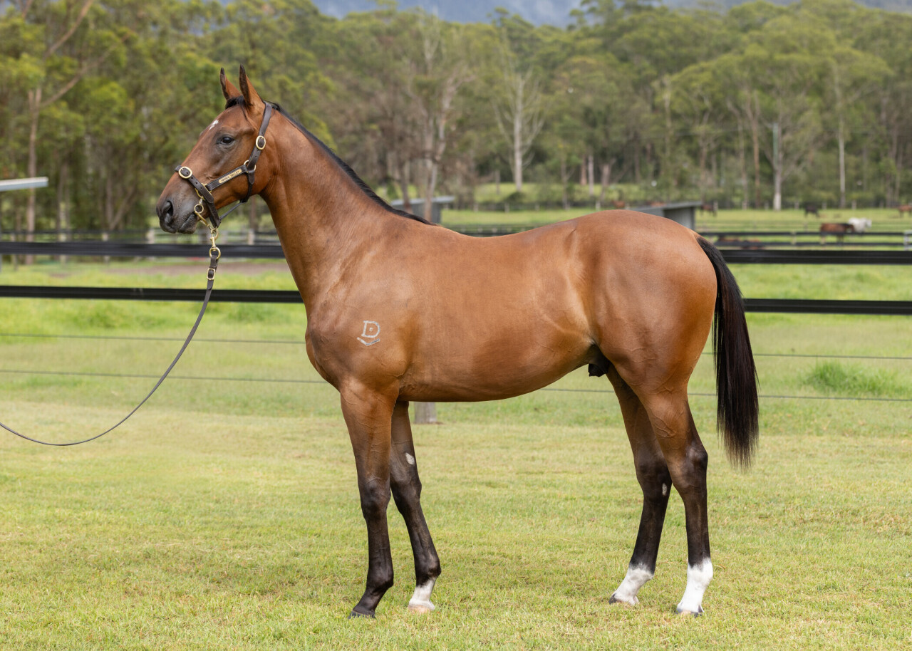 Whack Attack - RedFox Thoroughbreds