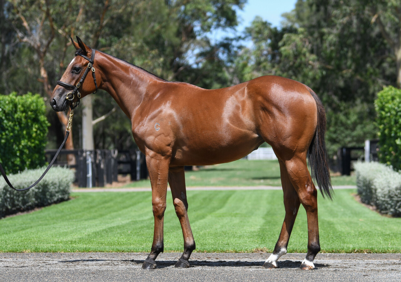 Home Affairs x Peaceful Sea - RedFox Thoroughbreds