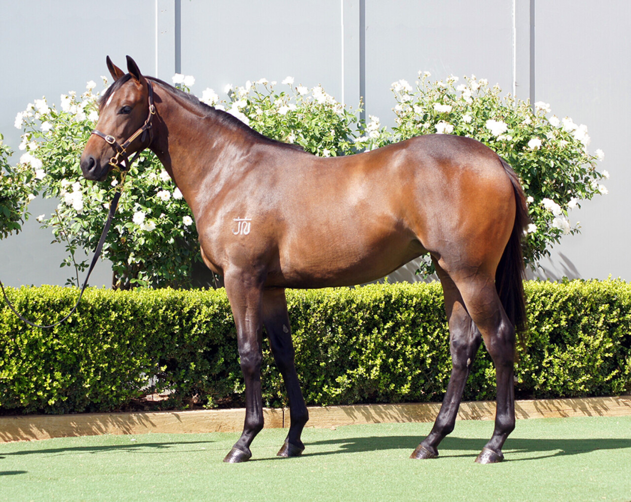 Hellbent x With A Bang - RedFox Thoroughbreds